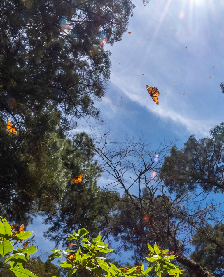 Sanctuary - Clean, Conscious, Sustainable Perfumes