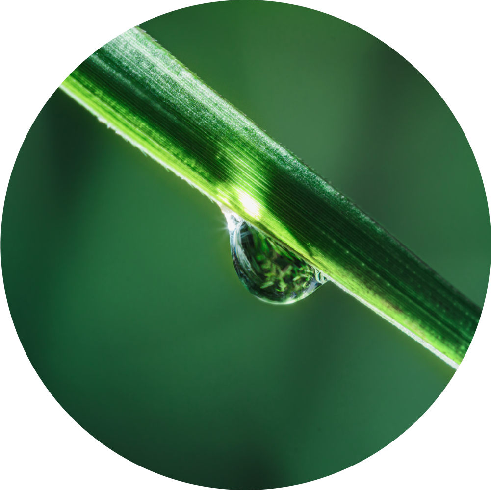 Amazon Rainforest, Lush, Humid, and Invigorating Perfume - Sanctuary