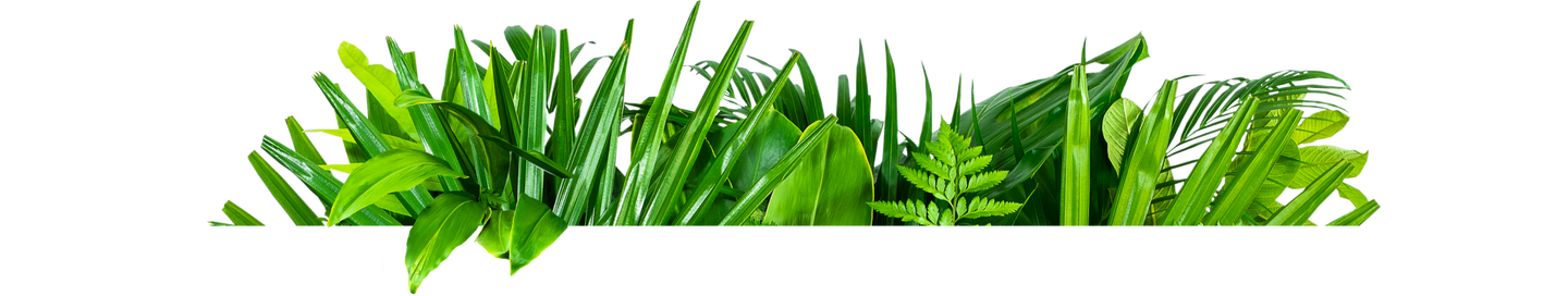 Red Panda, Bamboo & Sandalwood Perfume - Sanctuary