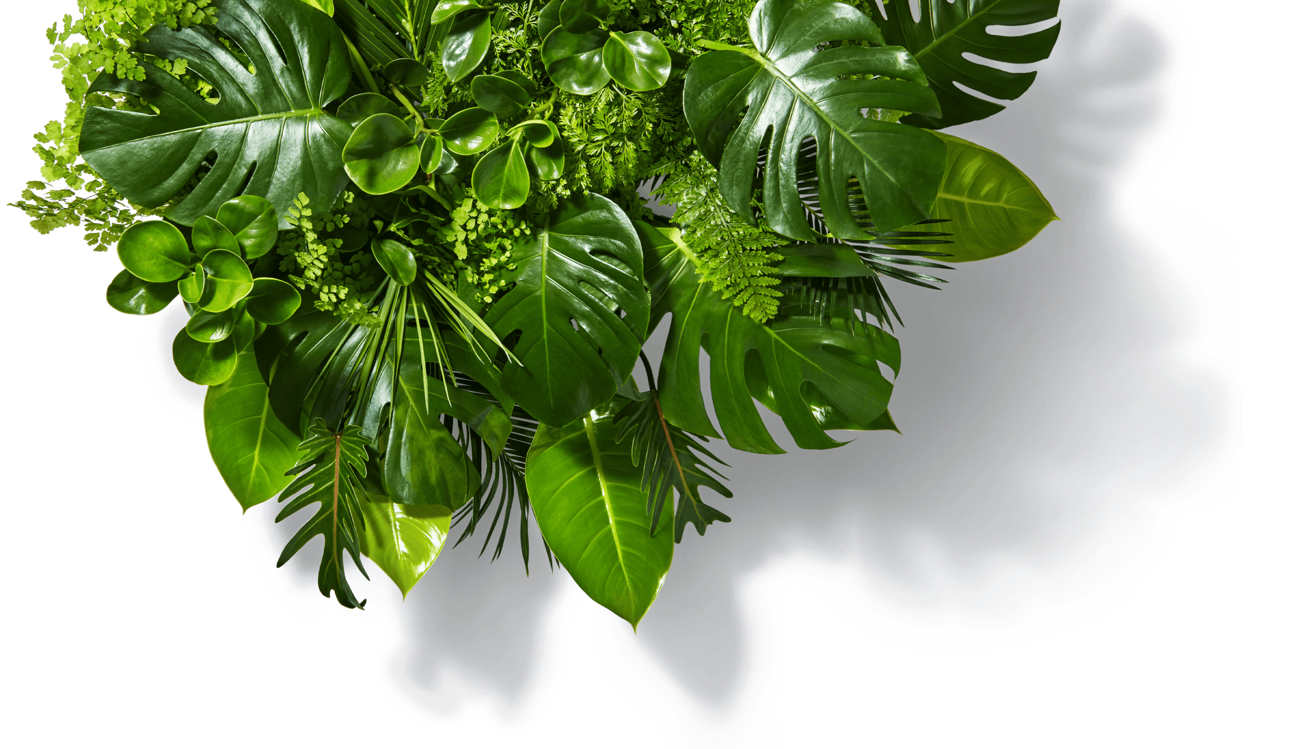 Sanctuary - Clean, Conscious, Sustainable Perfumes