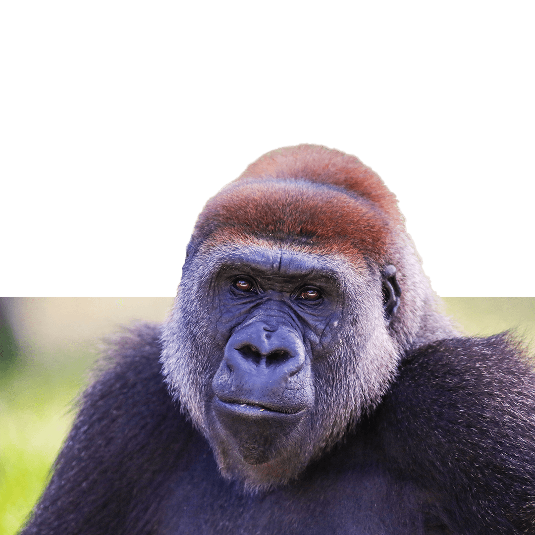 Cross River Gorilla – Sanctuary