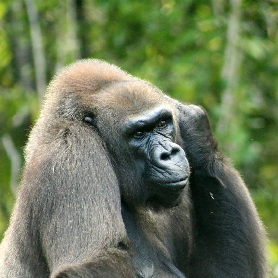 Cross River Gorilla – Sanctuary