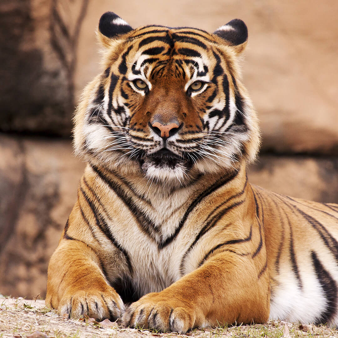 Malayan Tiger – Sanctuary