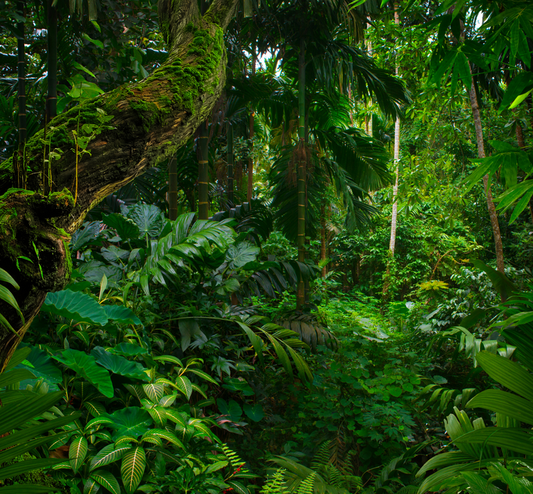 Amazon Rainforest, Lush, Humid, and Invigorating Perfume - Sanctuary