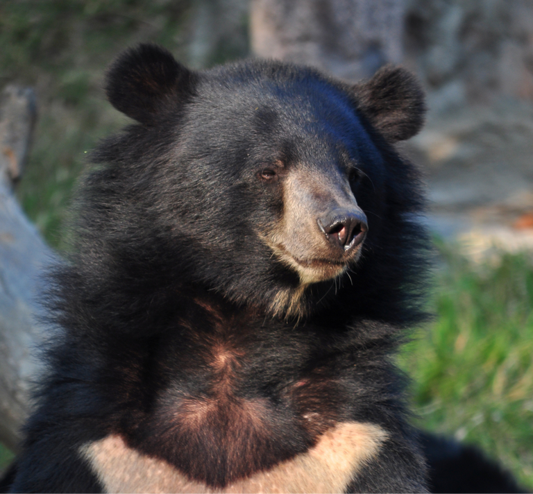 Moon Bear, Serene and Sensual Perfume - Sanctuary