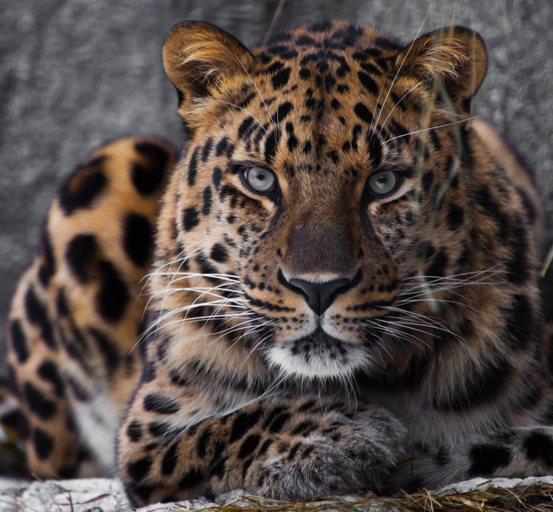 Amur Leopard, Rosemary, Apple & Leather Perfume - Sanctuary
