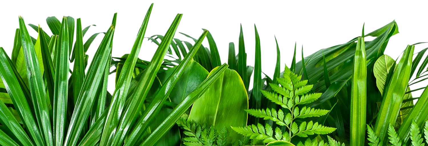 Red Panda, Bamboo & Sandalwood Perfume - Sanctuary