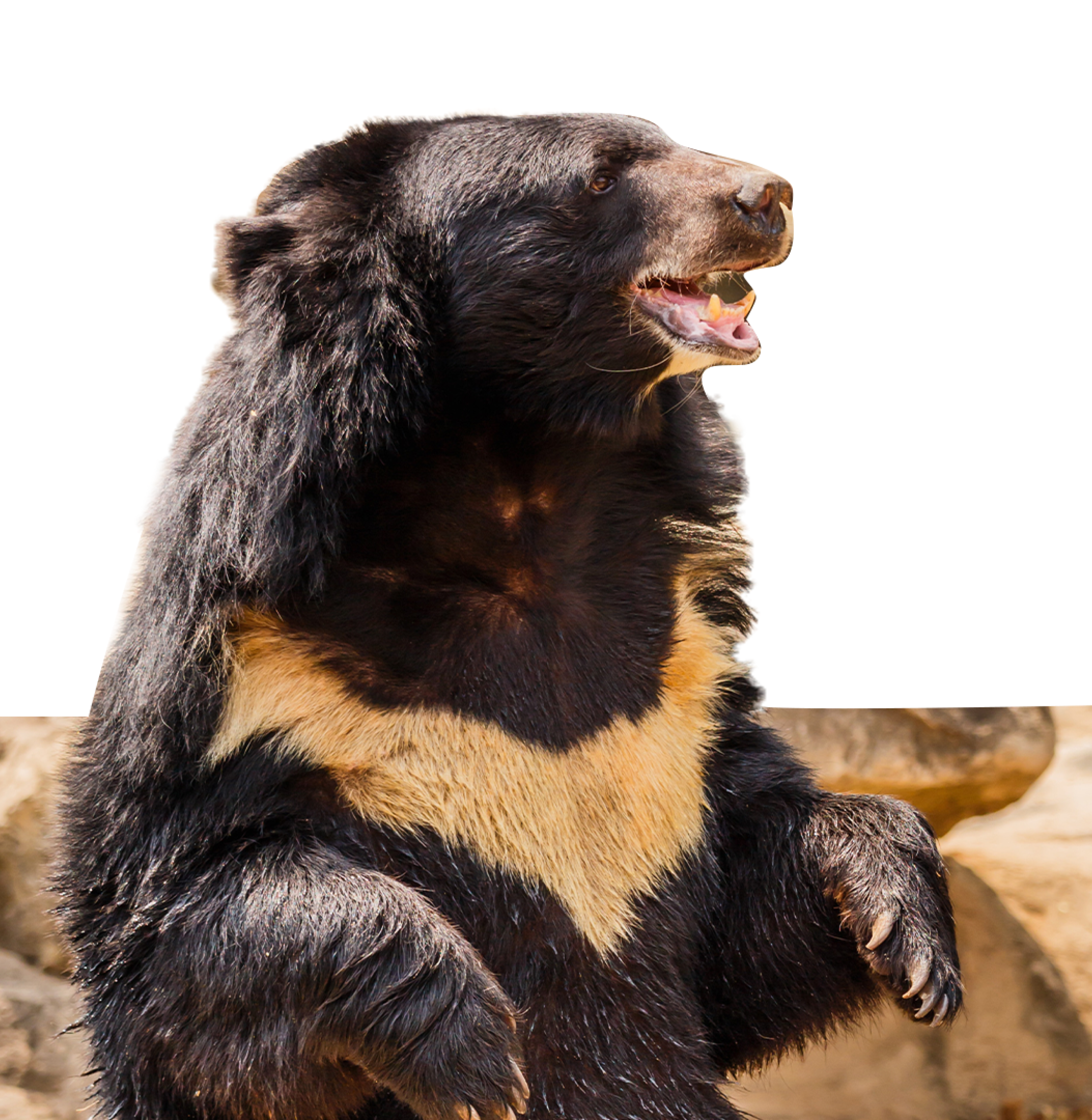 Moon Bear, Serene and Sensual Perfume - Sanctuary