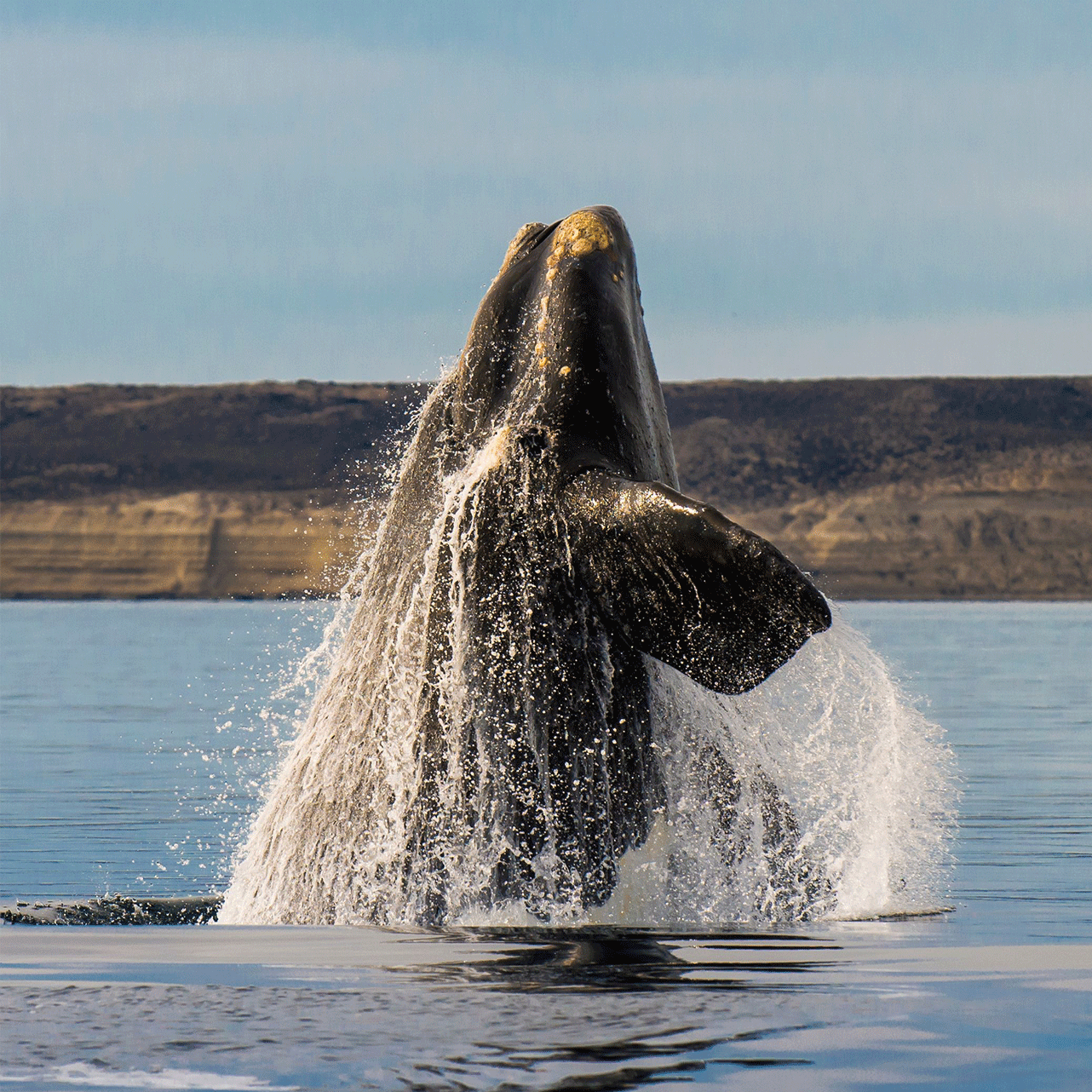 North Atlantic Right Whale Perfume - Sanctuary